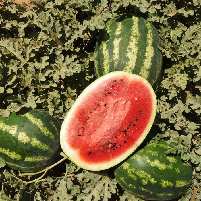 Watermelon - Trust Seeds