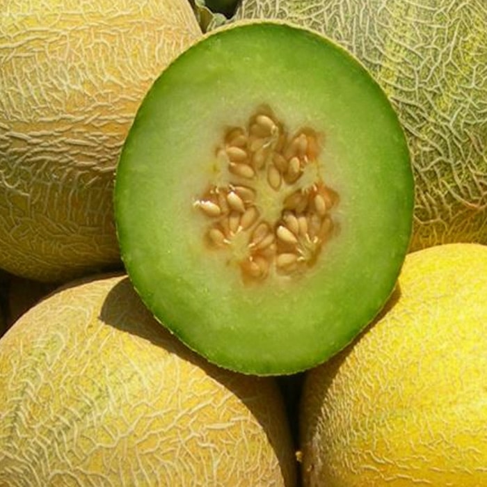 Melon-Trust Seeds